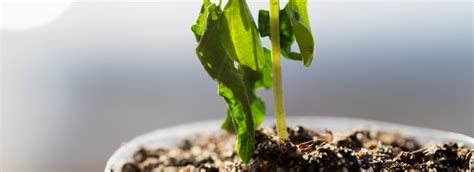 Cómo revivir una planta seca tras las vacaciones Blog Verdecora