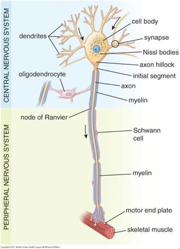 Chapter Nervous System Flashcards Quizlet