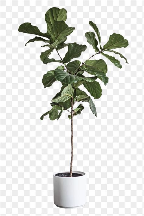 A Potted Plant With Green Leaves In It On A White Background Png
