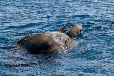 Premium Photo Olive Ridley Sea Turtles Or Lepidochelys Olivacea