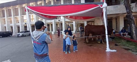Sapi Kurban Jokowi Jadi Sasaran Selfie Warga Di Masjid Istiqlal