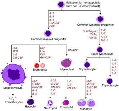 Growth Factors Physiopedia