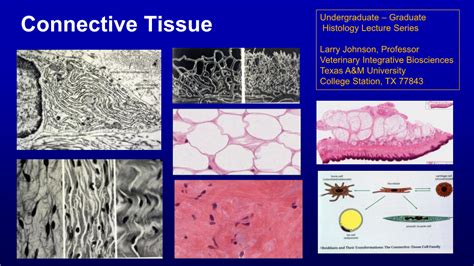 Connective Tissue Histology Lecture Series DocsLib
