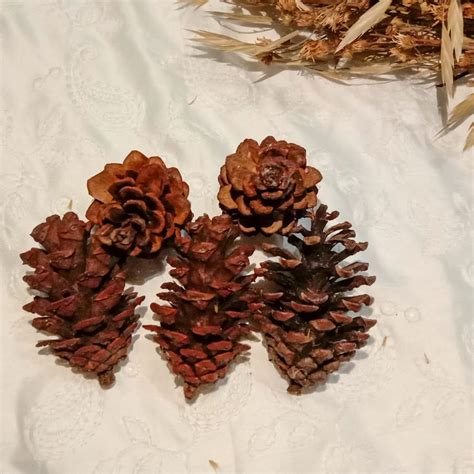 Jual Bunga Pinus Buah Pinus Bunga Kering Rustik Dried Rustic