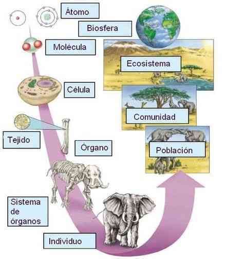 NIVELES DE ORGANIZACIÓN DE LA MATERIA Biología General