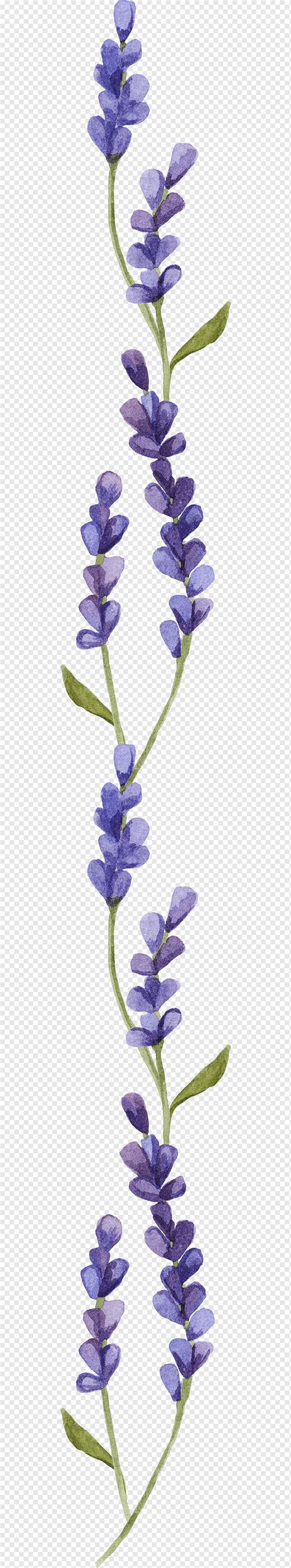 Lavender Lavender Flowers Watercolor Png PNGWing