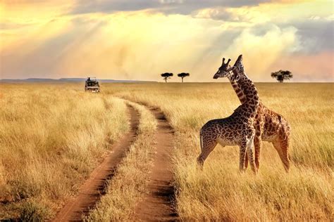 Voyage Dans La Savane Africaine Telegraph