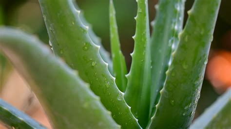 Aloe Vera S Bila Cuidados Y Beneficios Para La Salud De Esta Planta