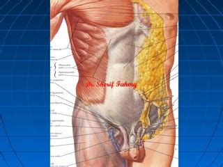 Antero Lateral Abdominal Wall Anatomy Of The Abdomen PPT