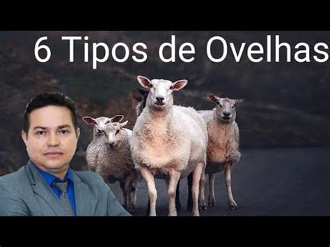 Tipos De Ovelhas Pr Marcos Rodrigues In