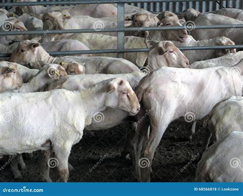 Newly Sheared Sheep Stock Photo Image Of Farm Mixed 68566818