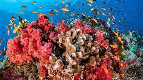 La Gran Barrera de Coral registra alcanza niveles récord en 36 años