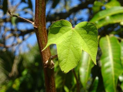 Pin oleh Ornán Rodríguez Velázquez di Naturaleza