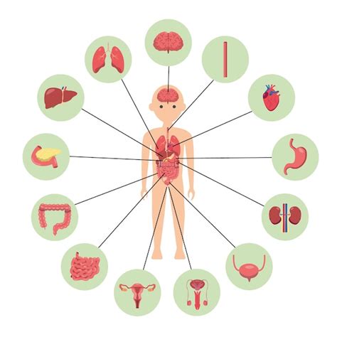 Un Schéma Du Corps Humain Avec Les Organes étiquetés Ainsi Que Les
