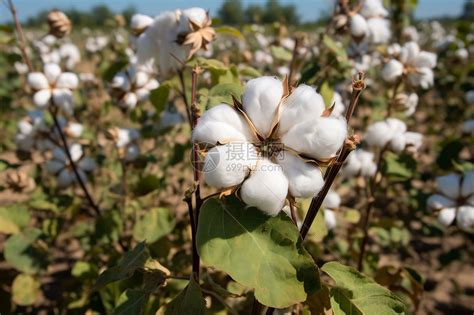 农村棉花种植基地高清图片下载 正版图片600344390 摄图网