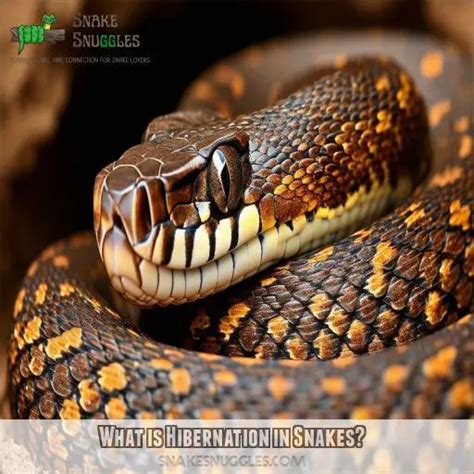 When Do Snakes Go Into Hibernation Understanding Snake Brumation Timing