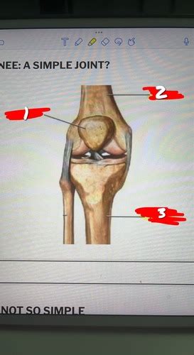 Simple Knee Joint Flashcards Quizlet