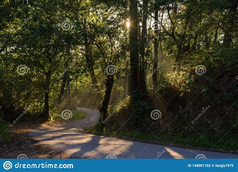 Raios Do Sol Que Brilha Atrav S Da Folha Das Rvores Na Estrada Na