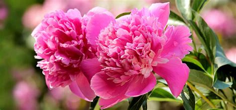 Different Types Of Peonies Species Best Popular Varieties