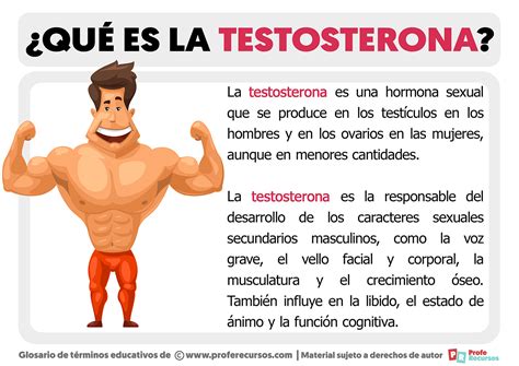 Qué es la Testosterona Definición de Testosterona