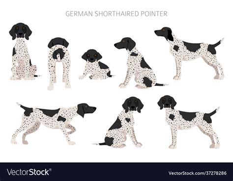 German Shorthaired Pointer Clipart Different Vector Image
