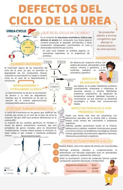 Defectos Del Ciclo De La Urea Emili Leyva Udocz