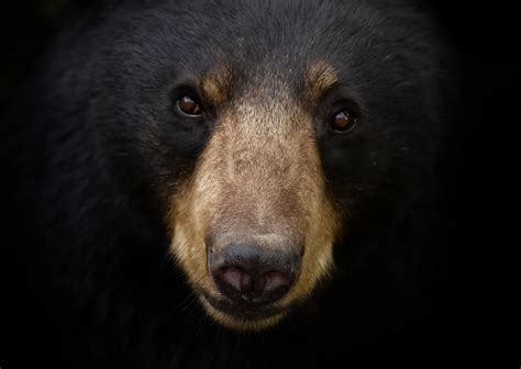 Scopri l orso più grande mai catturato nel New Jersey