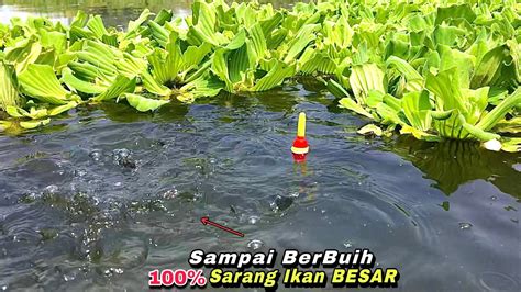 BERUNTUNG Mancing Ikan Nila Di Sungai Dapat Besar Dekat Hutan Tak