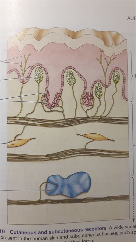 Cog Neuro Somatosensory Cutaneous And Subcutaneous Receptors Diagram
