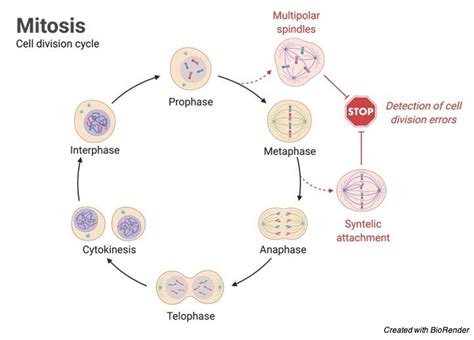 Mitosis Vs Meiosis