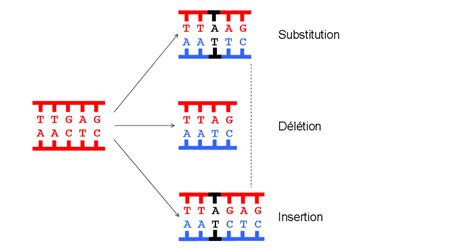 Mon cours de SVT B2 Les différents types de mutations