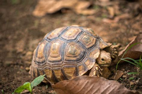 La Tortuga Camina Sobre Hojas Secas En El Bosque Foto De Archivo
