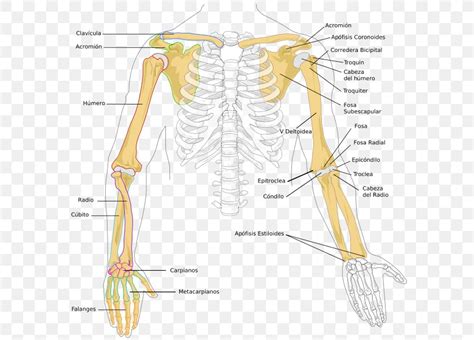 Anatomy Of Bones Of The Arm Bodytomy