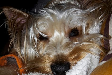 5 Consejos Para El Cuidado De Tu Mascota Punto Seguido UPC