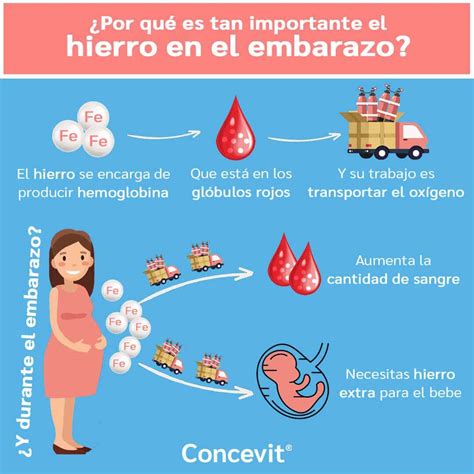 Alimentos Ricos En Hierro Para El Embarazo Bekia Padres Porn Sex Picture