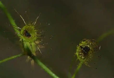 Sundew Plants Care Growing Guide GreenLife
