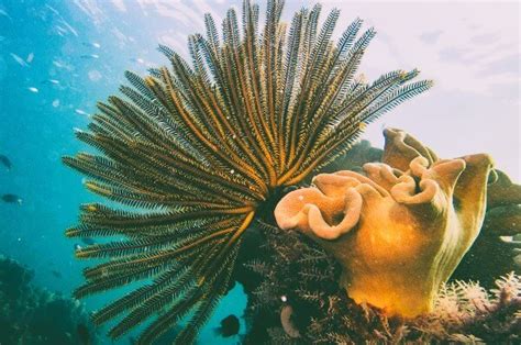Where Is The Great Barrier Reef Located