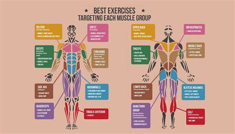 Best Exercises For Targeting Each Muscle Group NRG Fitness