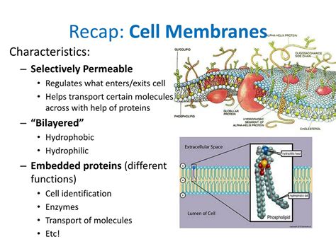 Ppt Cell Membrane Structure And Function Powerpoint Presentation