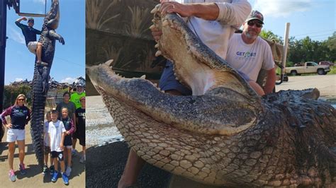 Florida Alligator Weighing Over Pounds Could Have Been Years Old