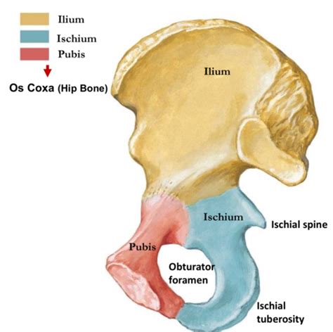 Intro To Pelvis And Pelvic Floor Imaging Part 1 Flashcards Quizlet