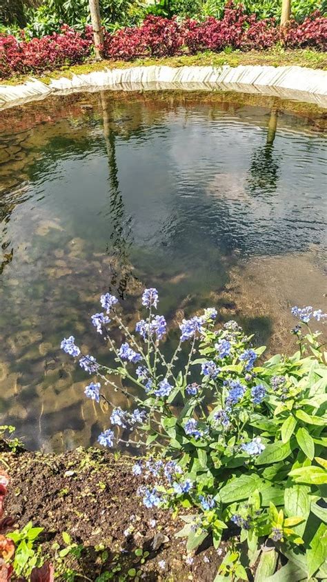 Reinaldo Spitaletta on Twitter Estanque en el jardín mariposario de
