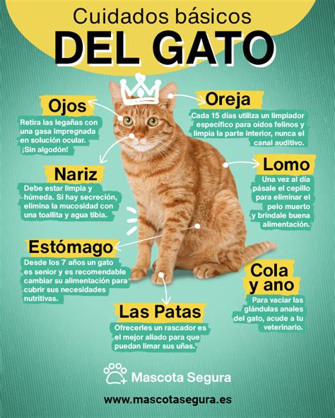 Cuidados básicos del gato Aon Seguro para Perros y Gatos