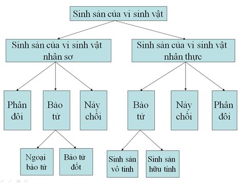 T Ng H P S T Duy Vi Sinh V T L P Cho Vi C N T P V H C T P