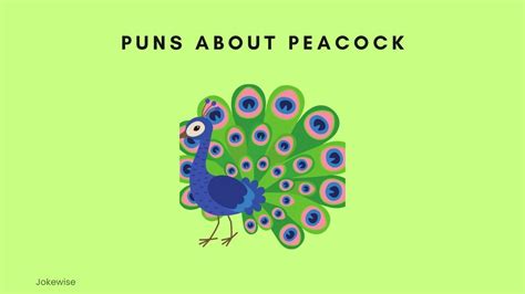 100 Funny Peacock Jokes That Will Make You Laugh Jokewise