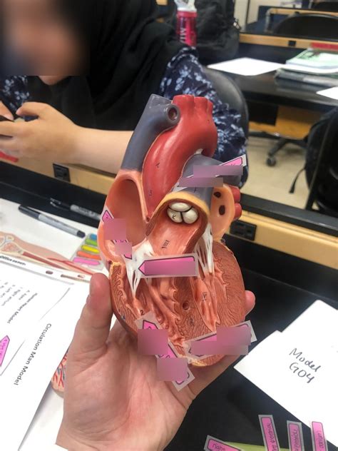 BIO FINAL Heart Diagram Quizlet