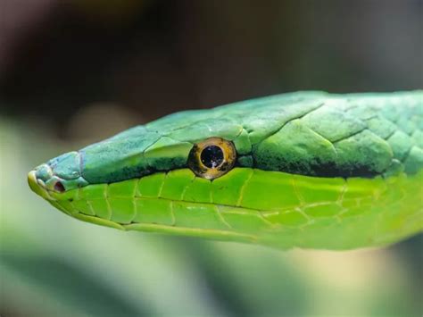 Descubre el verdadero significado de soñar con serpiente verde