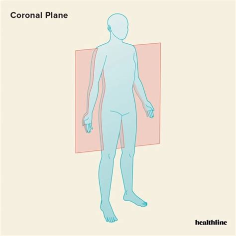 Anatomic Position Body Plans Flashcards Quizlet
