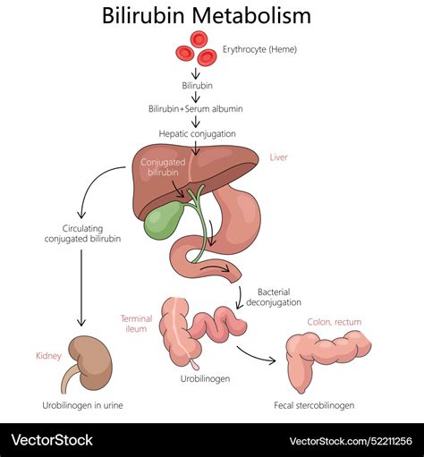 Bilirubin Metabolism Process Diagram Medical Vector Image
