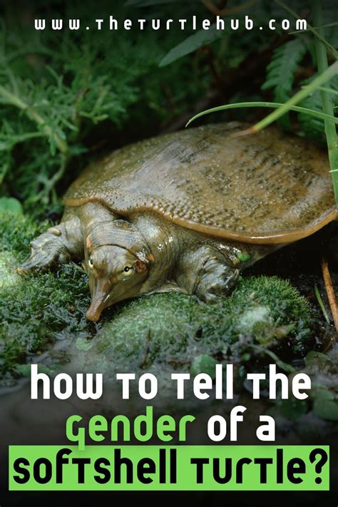 How To Tell The Gender Of A Softshell Turtle In Pet Turtle